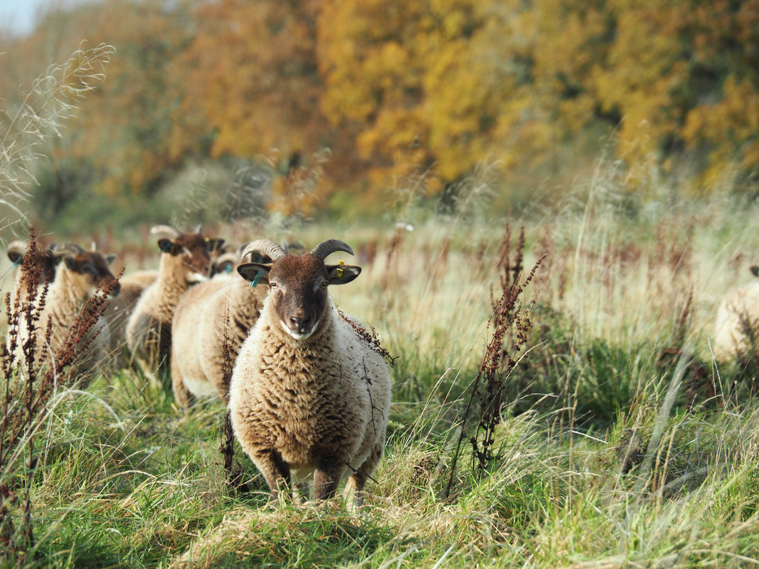 Katie Cotmarsh - flock of rare breed sheep – My Store